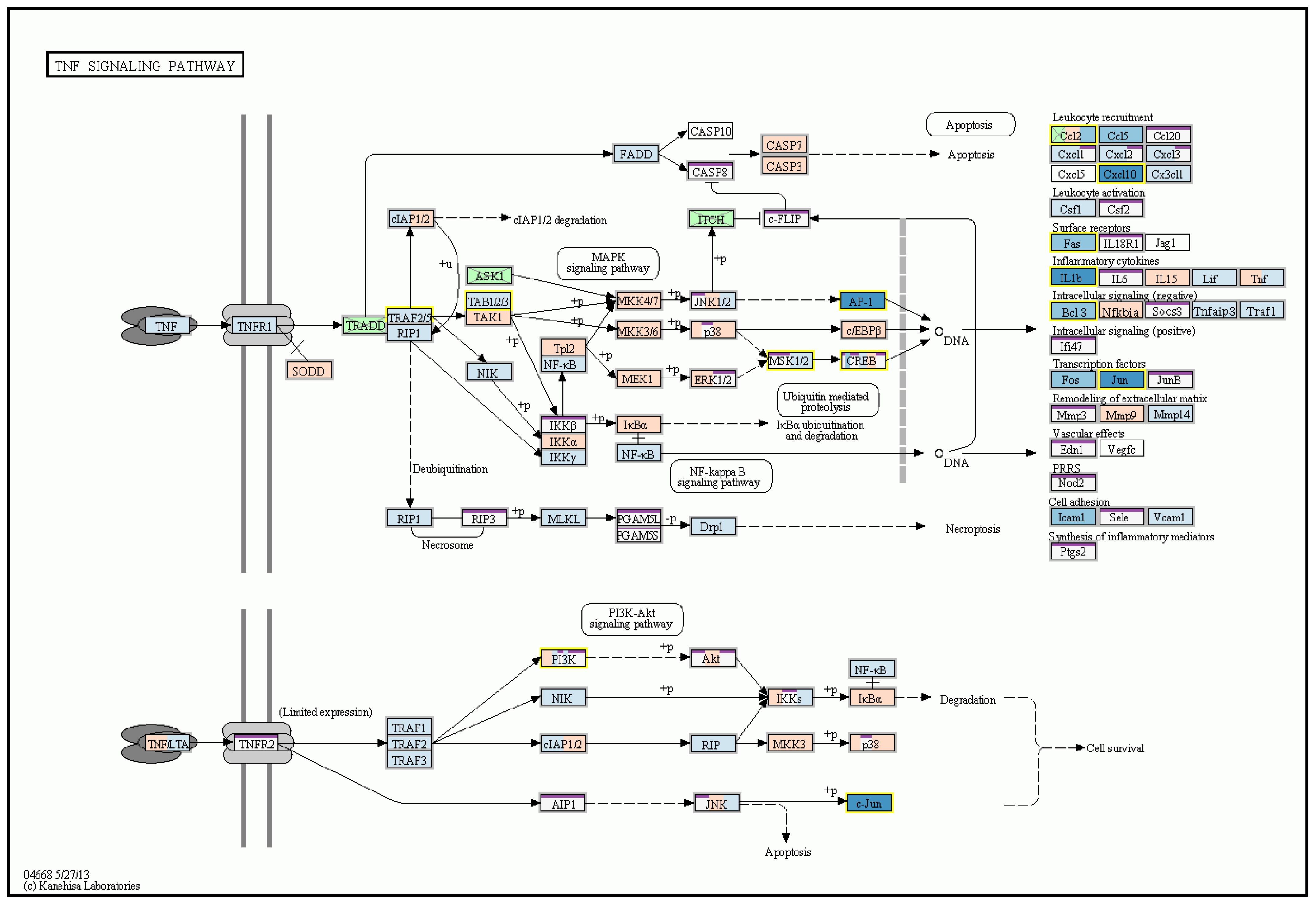 IJMS | Free Full-Text | The Ameliorating Effects of n-3 Polyunsaturated ...