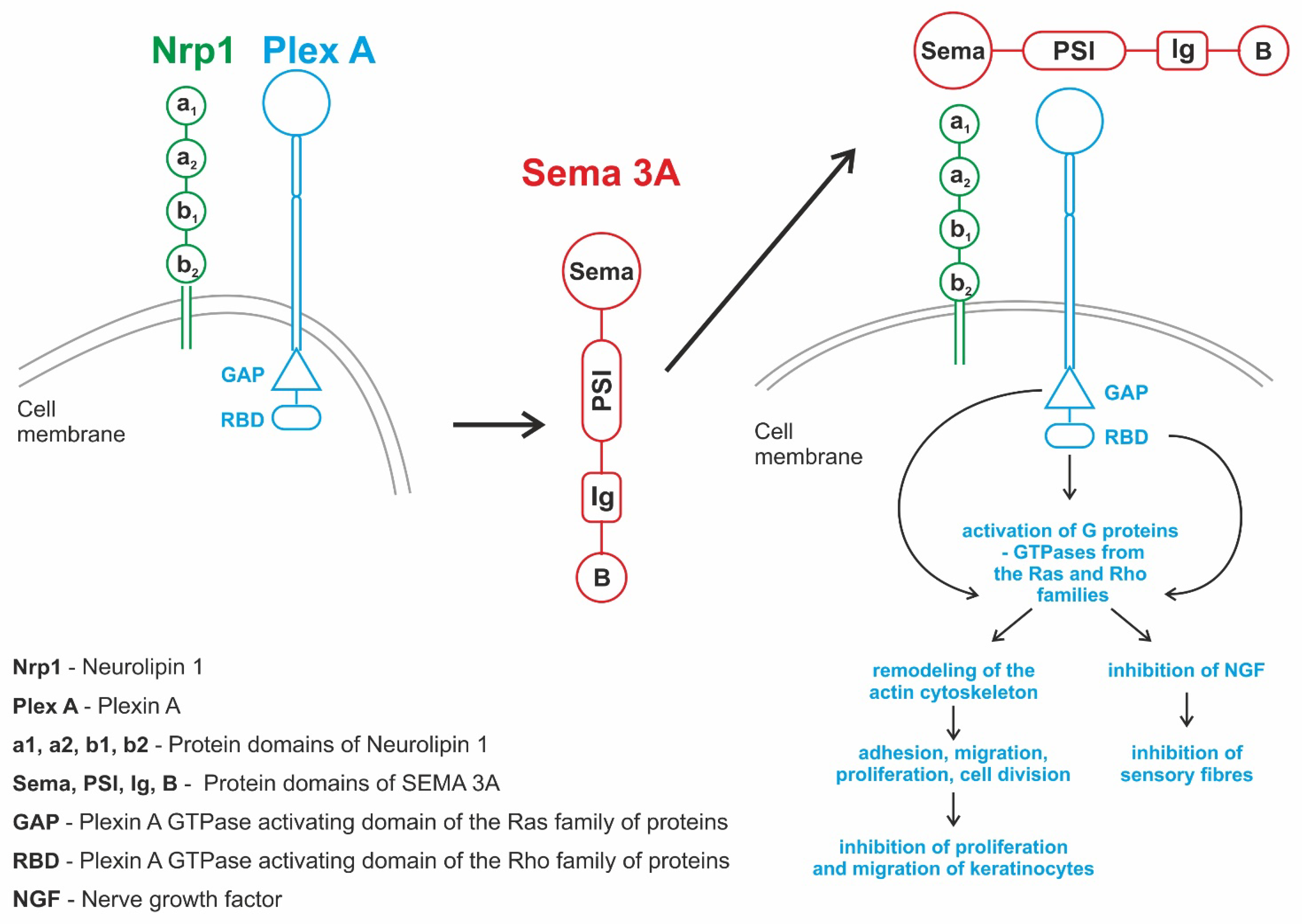 The Involvement of Semaphorins in the Pathogenesis of Skin Diseases