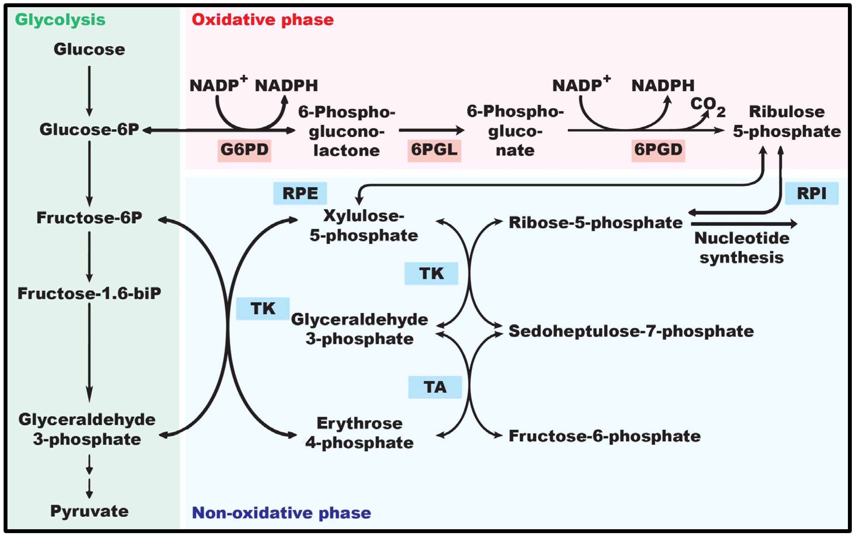 IJMS | Free Full-Text | The Emerging Roles of the Metabolic Regulator ...