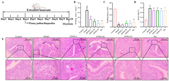Peony Pollen Protects against Primary Dysmenorrhea in Mice by ...