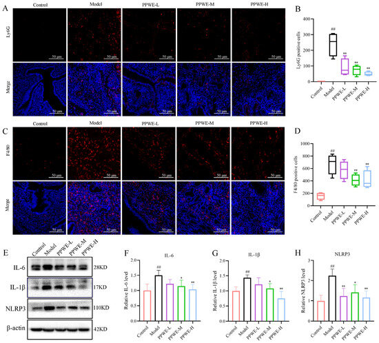 Peony Pollen Protects against Primary Dysmenorrhea in Mice by ...