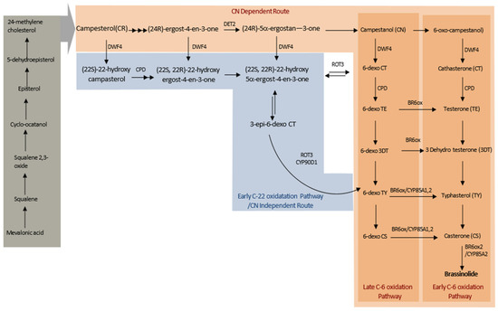 Brassinosteroid Signaling Pathways: Insights into Plant Responses under ...