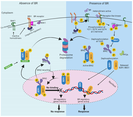Brassinosteroid Signaling Pathways: Insights into Plant Responses under ...