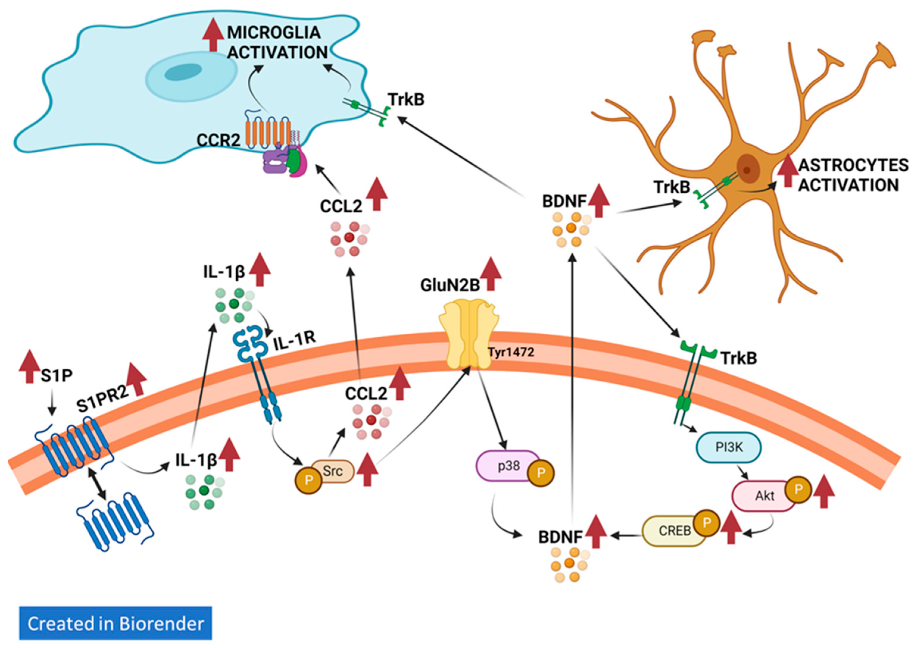 Enhanced Activation of the S1PR2-IL-1β-Src-BDNF-TrkB Pathway Mediates ...