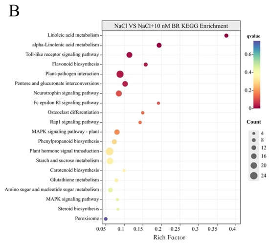 Physiological Characteristics and Transcriptome Analysis of Exogenous Brassinosteroid-Treated ...