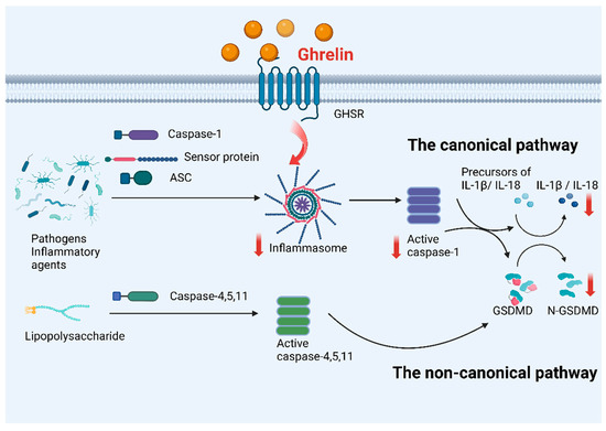 Emerging Relevance of Ghrelin in Programmed Cell Death and Its ...