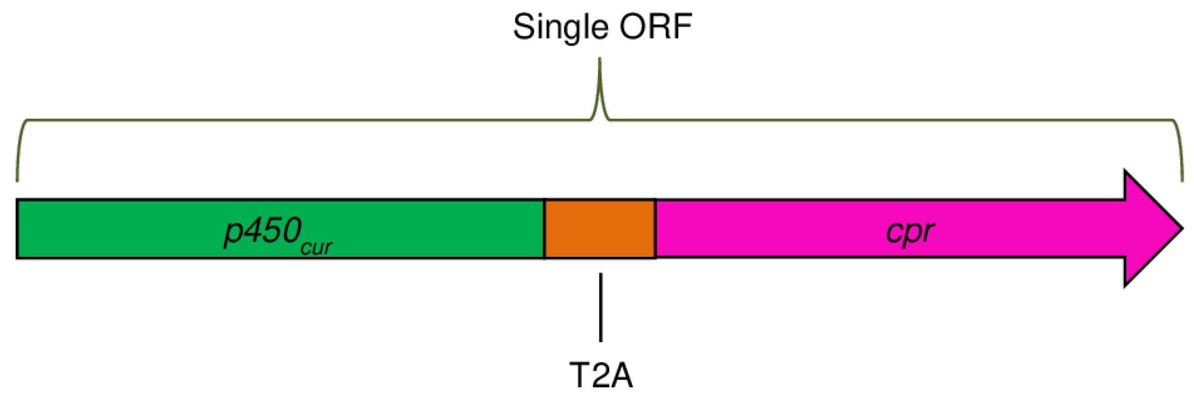 Identification of a Gene Encoding a New Fungal Steroid 7-Hydroxylase ...