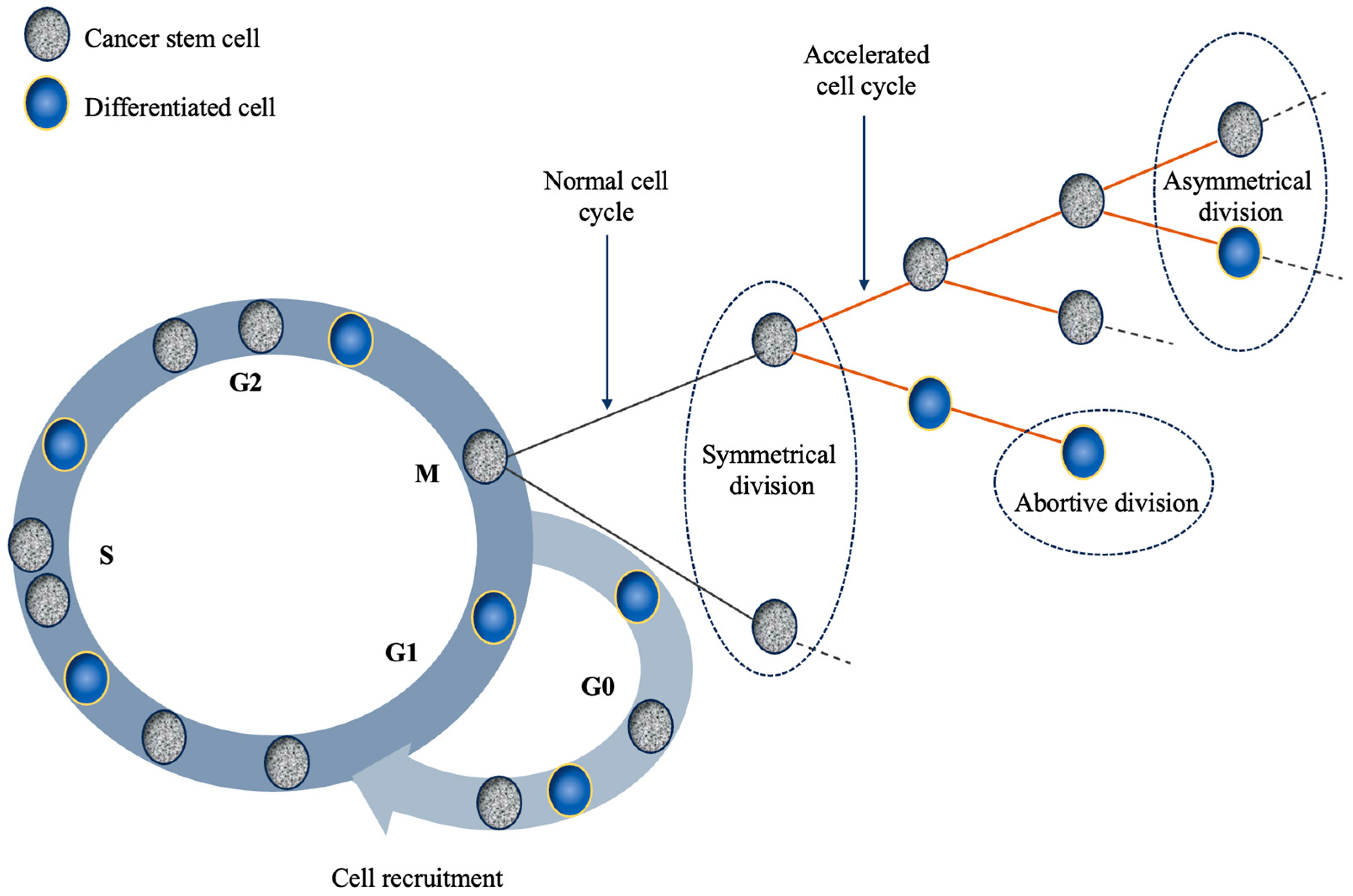 IJMS | Free Full-Text | Opportunities in Cancer Therapies: Deciphering ...