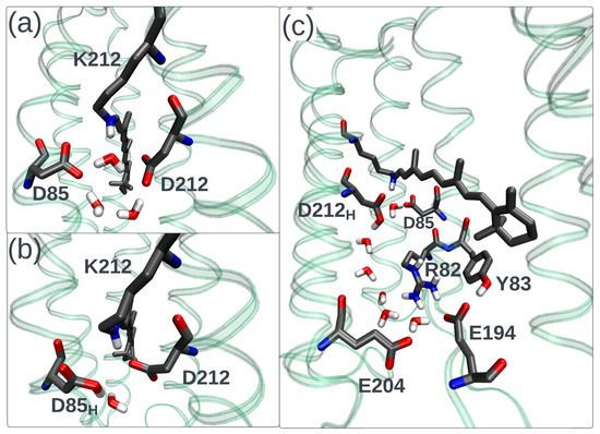 Fluorescence of the Retinal Chromophore in Microbial and Animal Rhodopsins