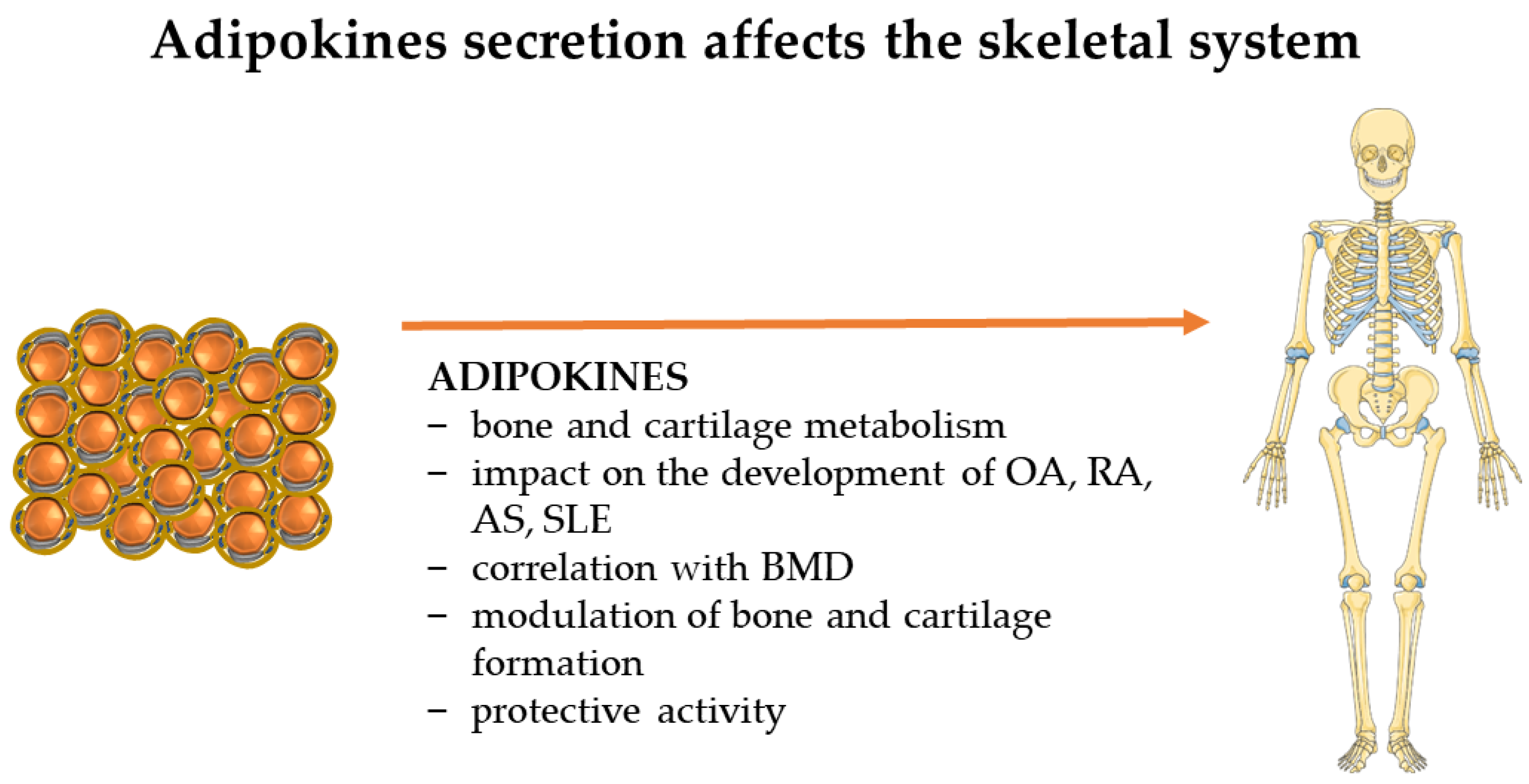 Interaction between Selected Adipokines and Musculoskeletal and Cardiovascular Systems: A Review ...