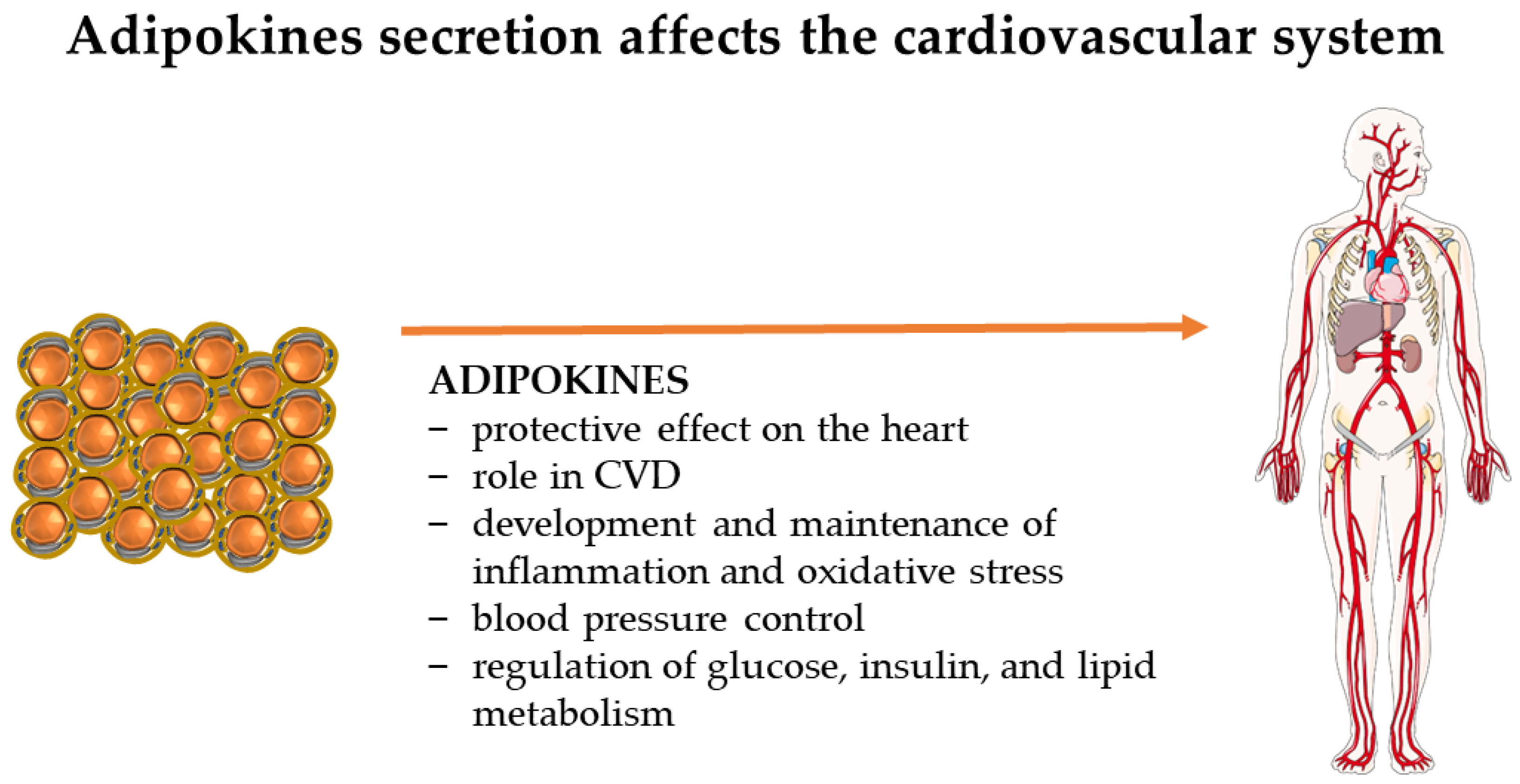 Interaction between Selected Adipokines and Musculoskeletal and Cardiovascular Systems: A Review ...