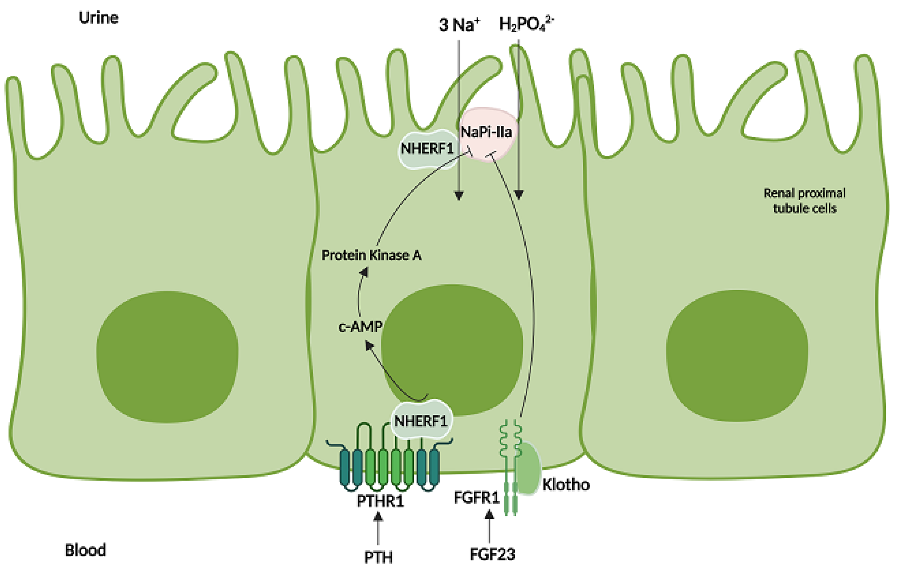 IJMS | Free Full-Text | A Novel Heterozygous Mutation c.1627G>T (p ...