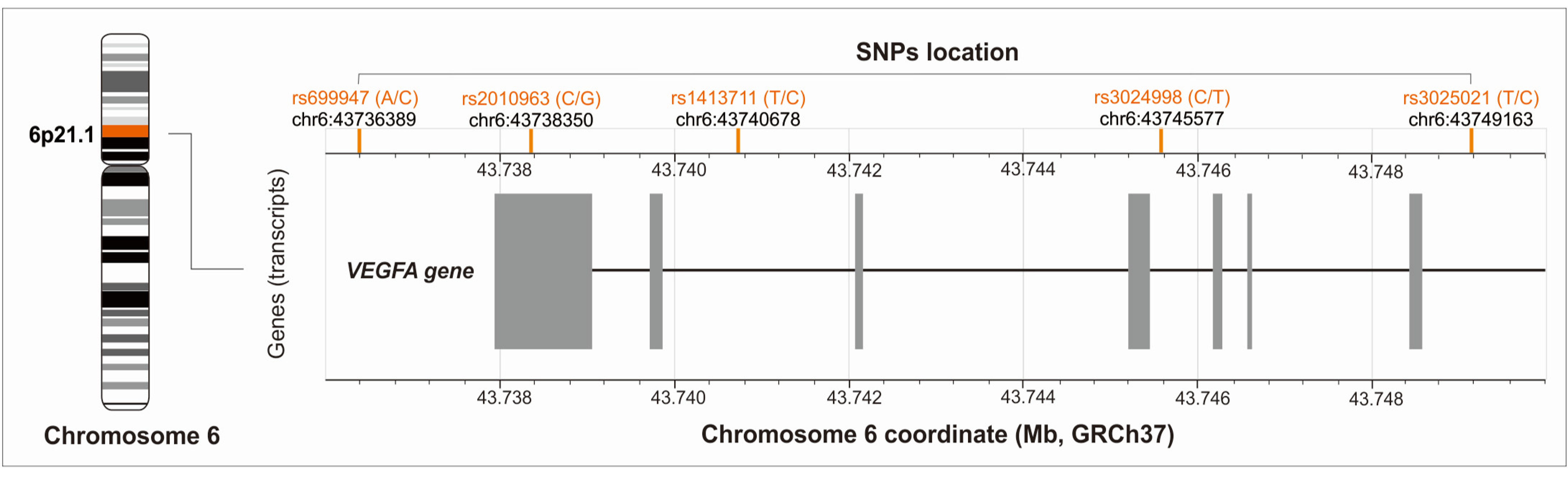 IJMS | Free Full-Text | Genetic Variability in VEGFA Gene Influences ...