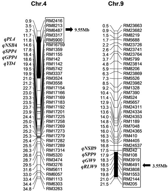 Development of Single-Segment Substitution Lines and Fine-Mapping of qSPP4 for Spikelets Per ...