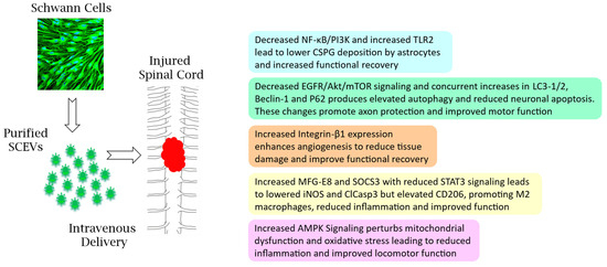 IJMS | Free Full-Text | Schwann Cell-Derived Exosomal Vesicles: A ...