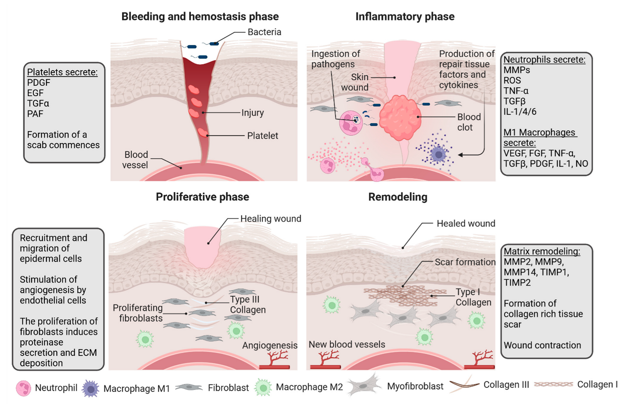 Wound Microbiota and Its Impact on Wound Healing
