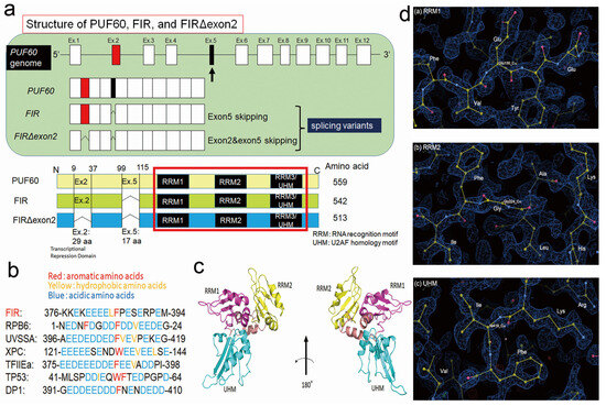 The Link of mRNA and rRNA Transcription by PUF60/FIR through TFIIH/P62 ...