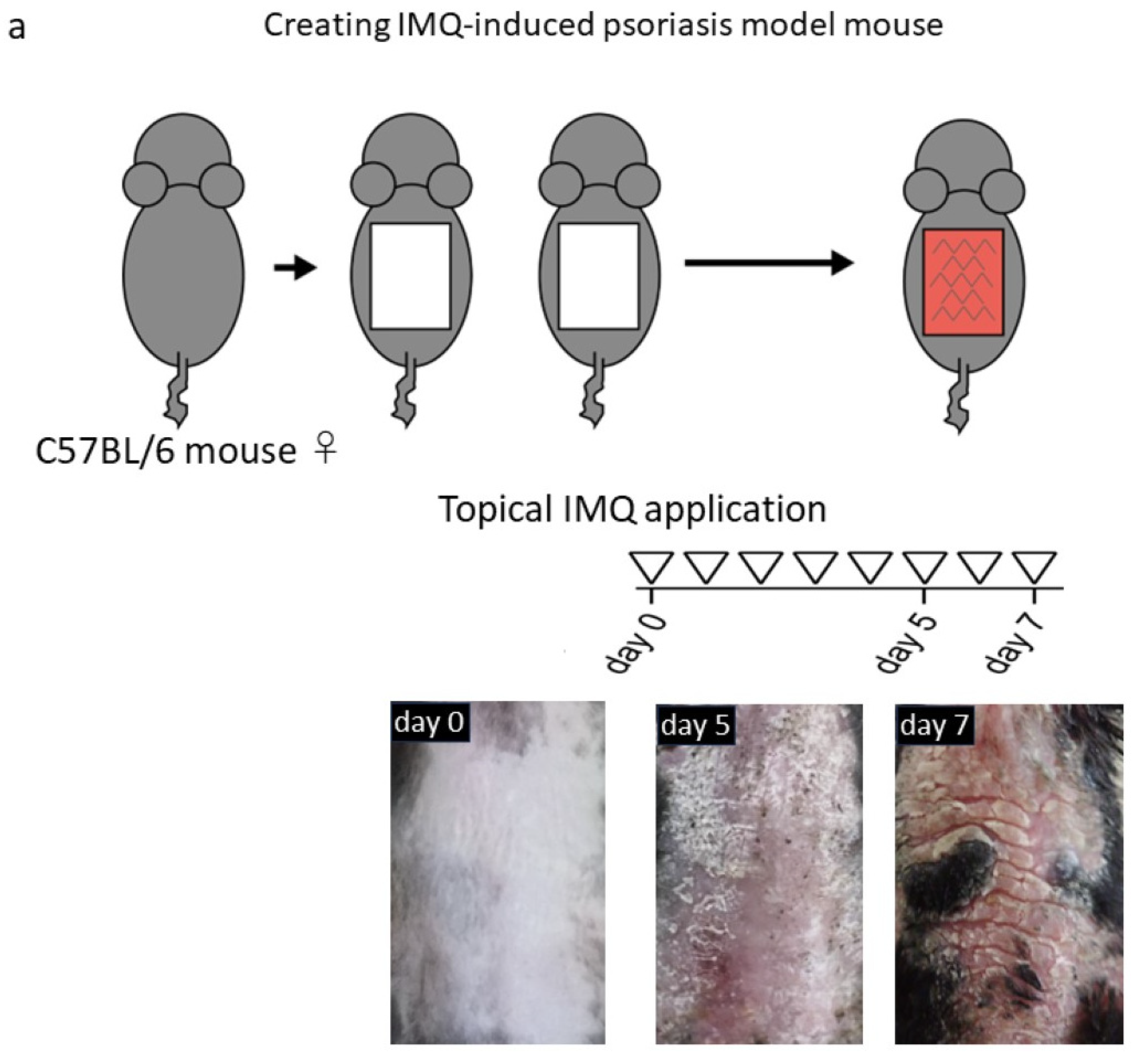 IJMS | Free Full-Text | CD147/Basigin Is Involved in the Development of ...