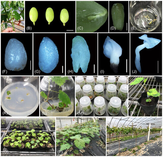 Optimization of In Vitro Embryo Rescue and Development of a Kompetitive ...