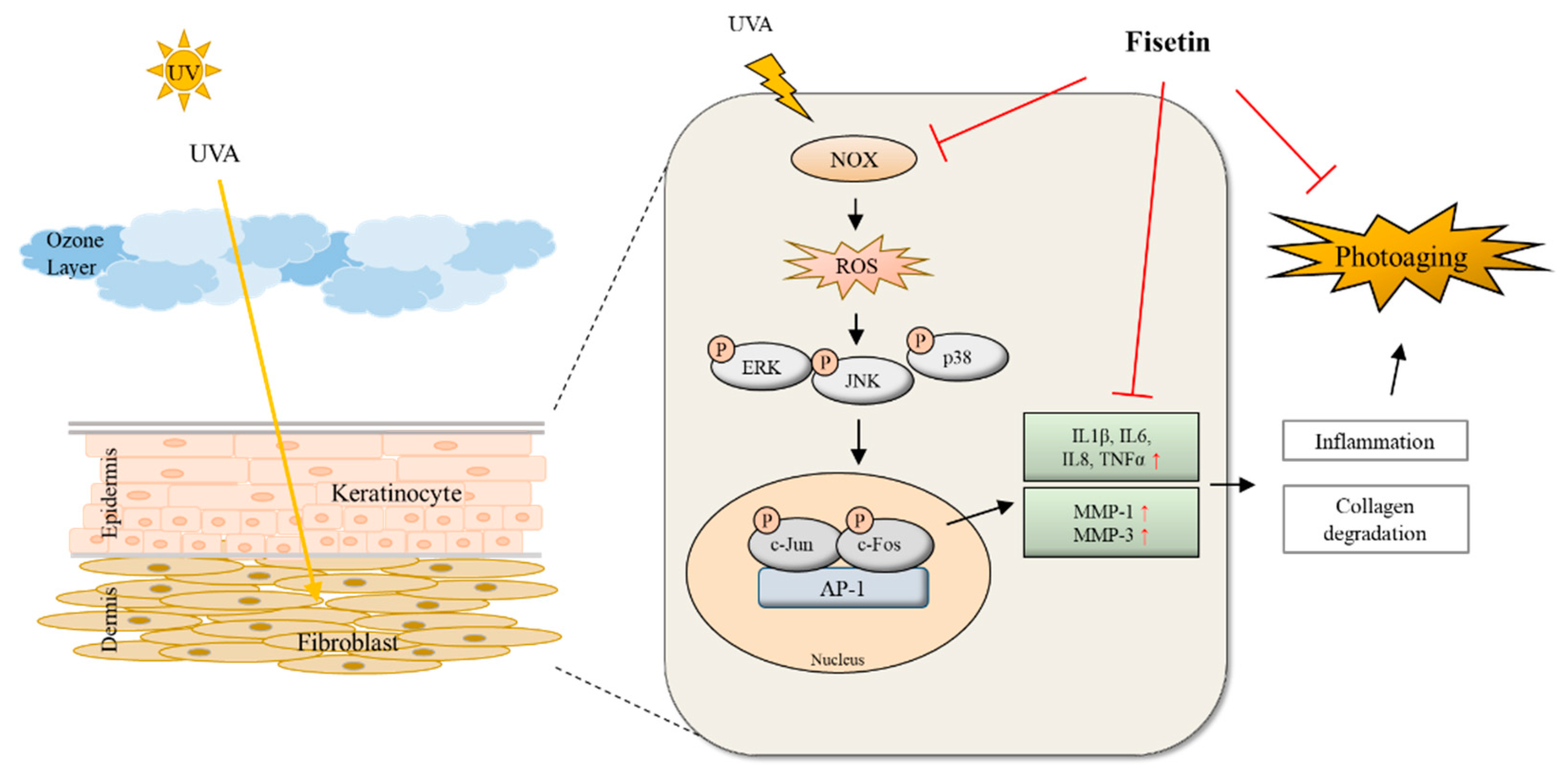 Fisetin Inhibits UVA-Induced Expression of MMP-1 and MMP-3 through the ...