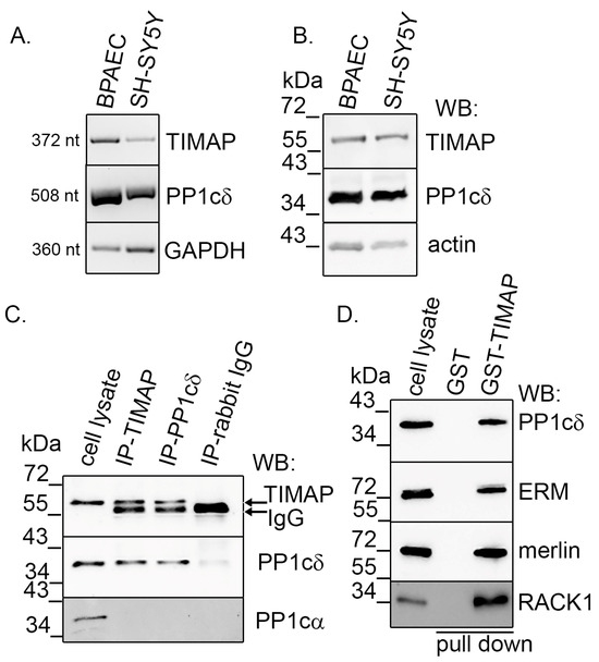 TIMAP, a Regulatory Subunit of Protein Phosphatase 1, Inhibits In Vitro ...