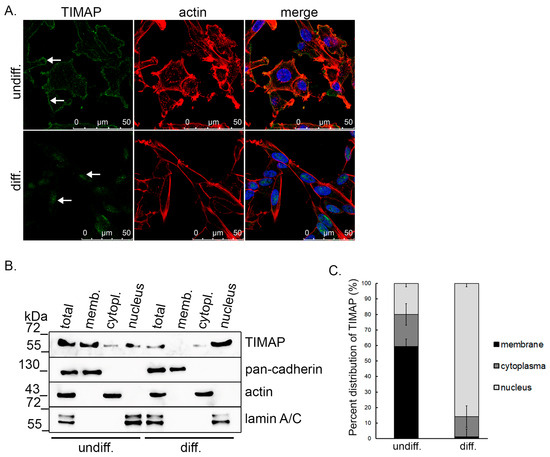 TIMAP, a Regulatory Subunit of Protein Phosphatase 1, Inhibits In Vitro ...