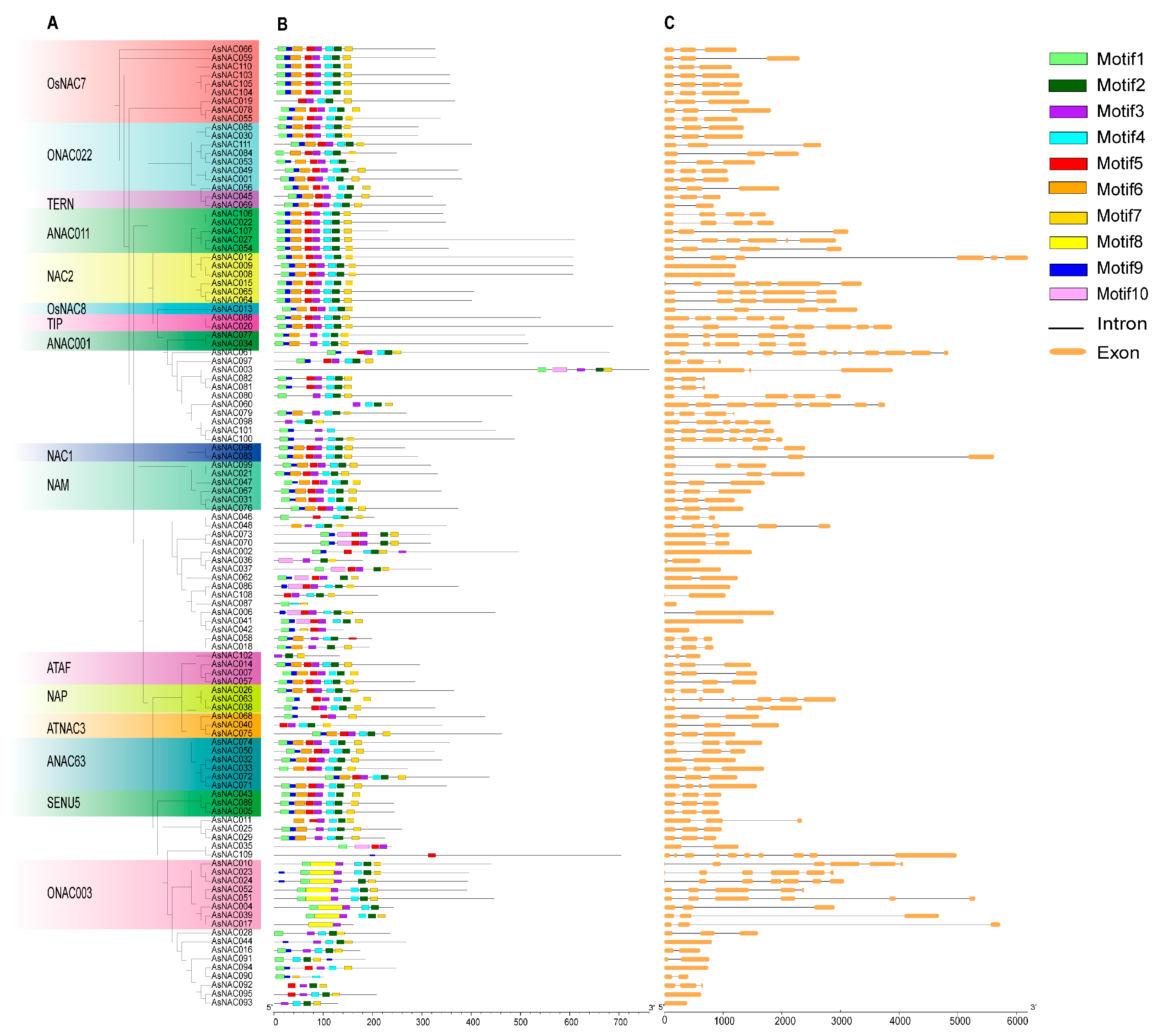 Comprehensive Analysis of NAC Transcription Factors Reveals Their ...