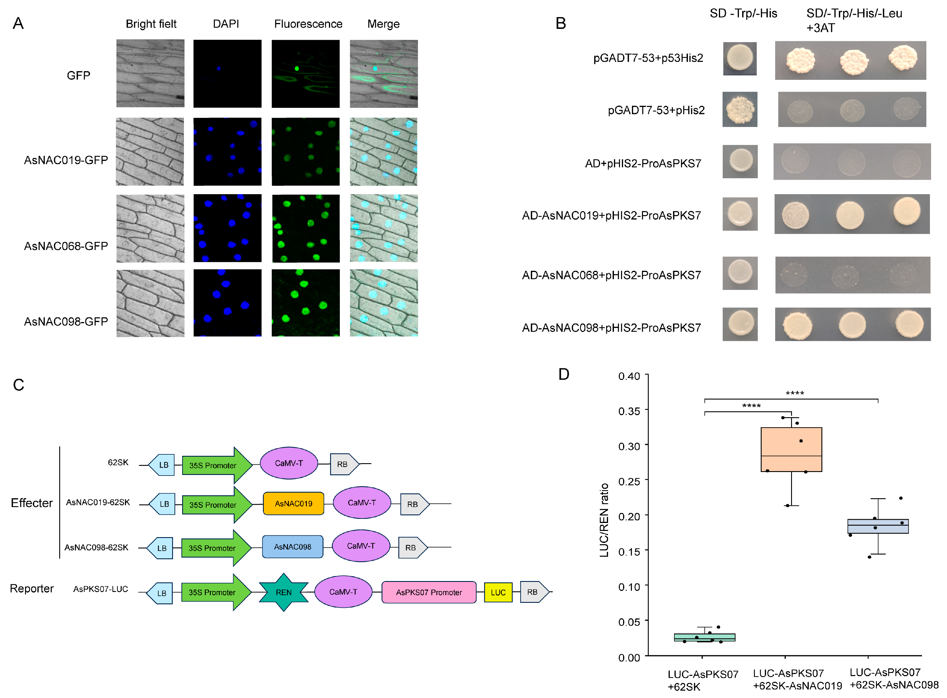 Comprehensive Analysis of NAC Transcription Factors Reveals Their ...