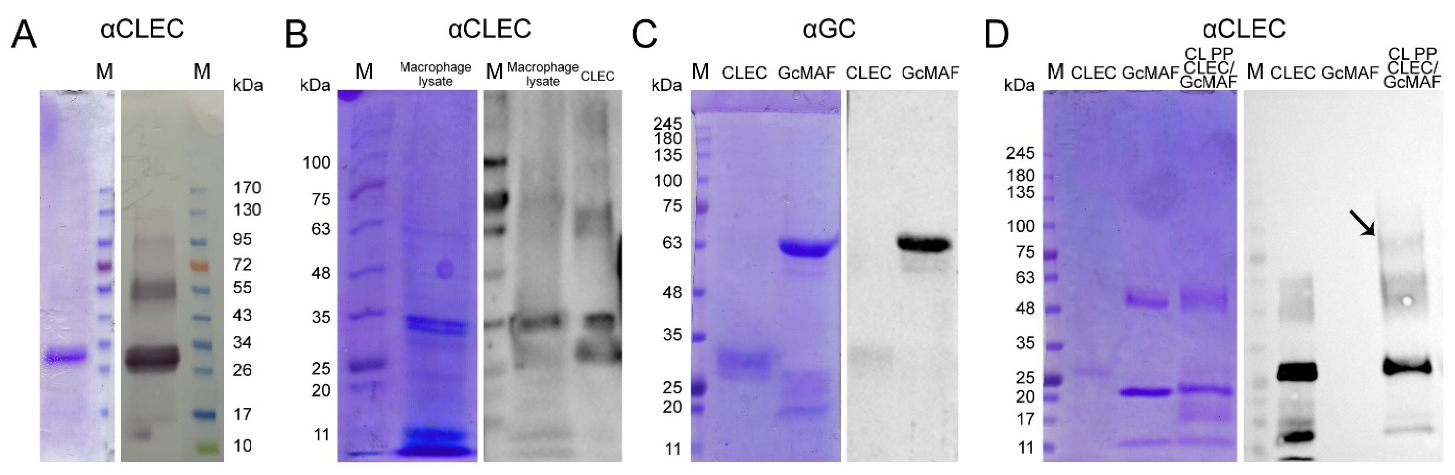 The Molecular Aspects of Functional Activity of Macrophage-Activating ...