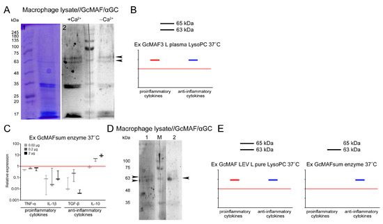 The Molecular Aspects of Functional Activity of Macrophage-Activating ...