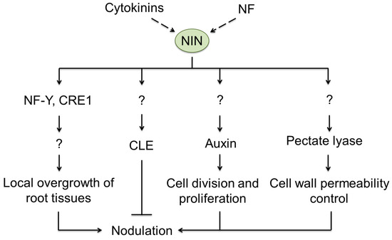 IJMS | Free Full-Text | Signaling in Legume–Rhizobia Symbiosis
