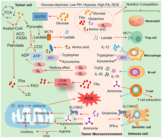 IJMS | Free Full-Text | The Role of Tumor Metabolic Reprogramming in Tumor Immunity