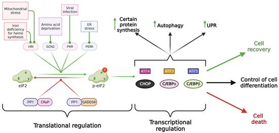 Integrated Stress Response (ISR) Pathway: Unraveling Its Role in ...