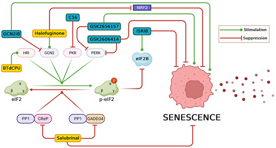 Integrated Stress Response (ISR) Pathway: Unraveling Its Role in ...