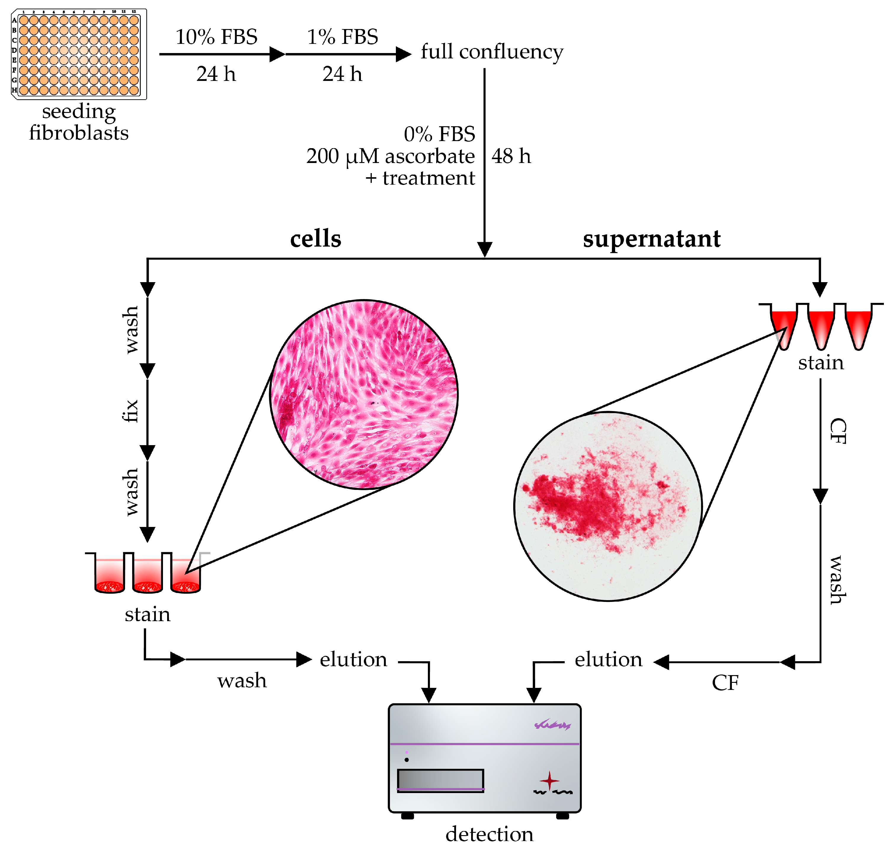 Optimization of Sirius Red-Based Microplate Assay to Investigate ...