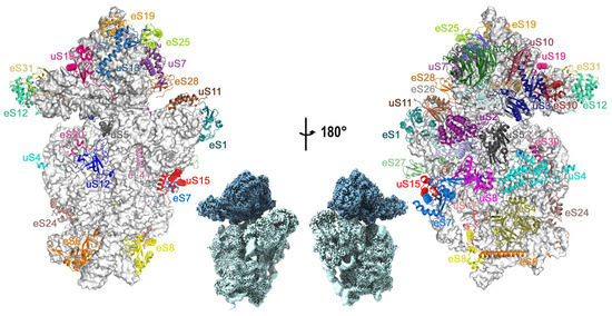 High-Resolution Structure and Internal Mobility of a Plant 40S ...