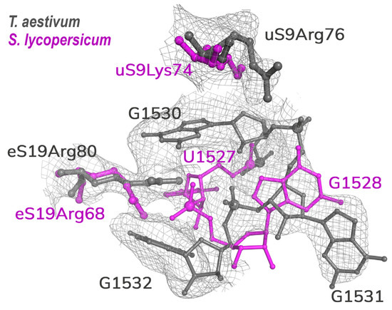 High-Resolution Structure and Internal Mobility of a Plant 40S ...
