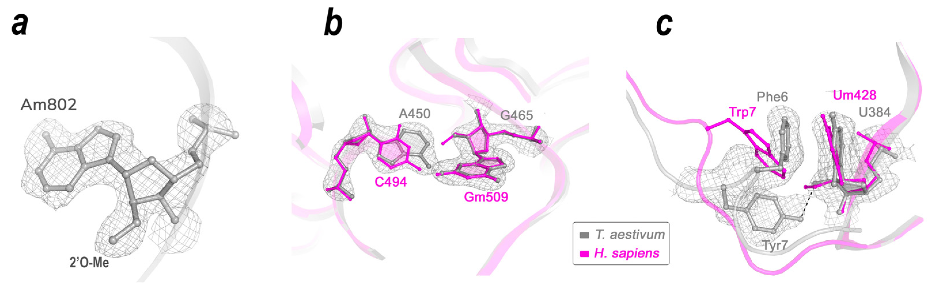 High-Resolution Structure and Internal Mobility of a Plant 40S ...