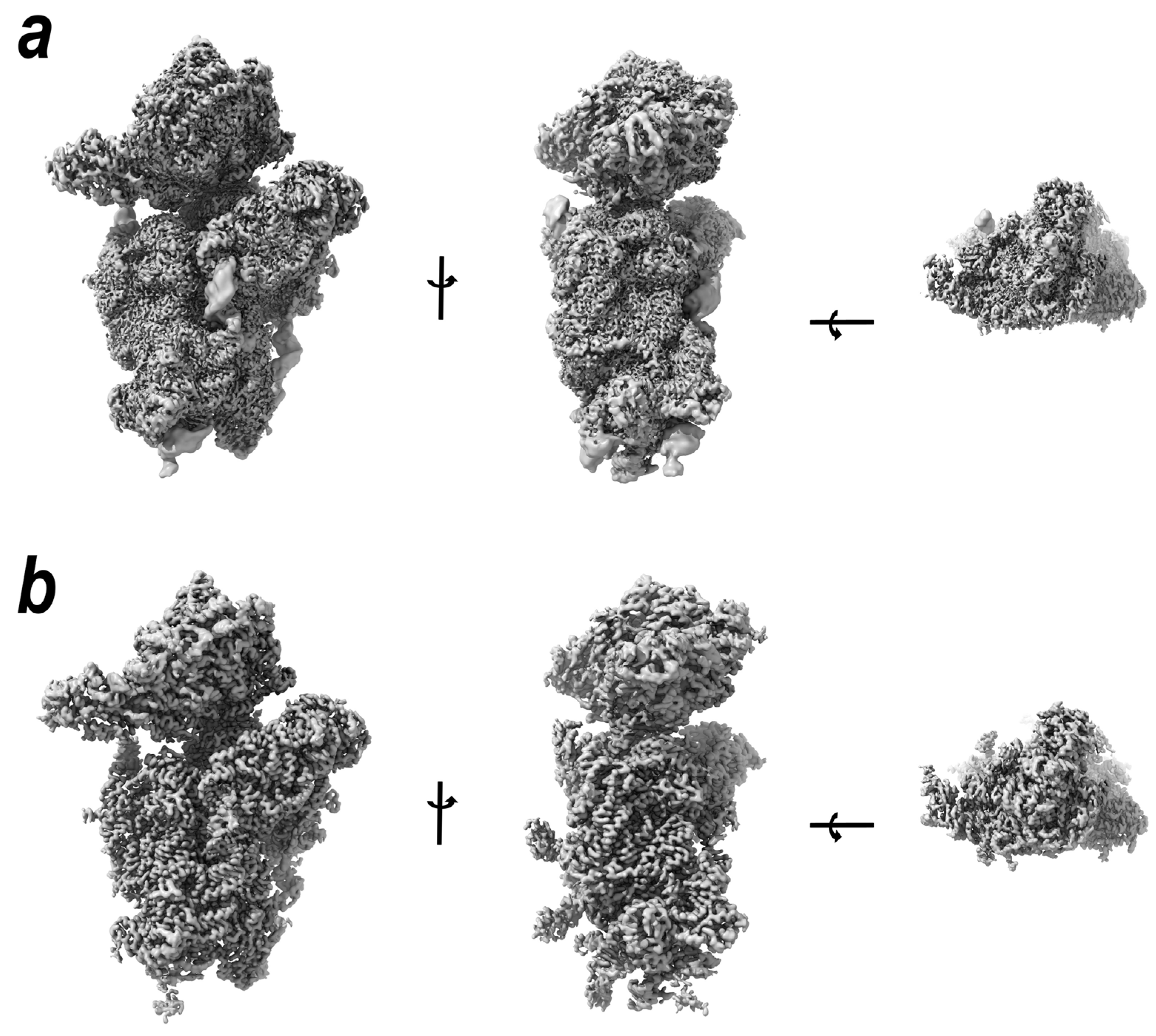 High-Resolution Structure and Internal Mobility of a Plant 40S ...