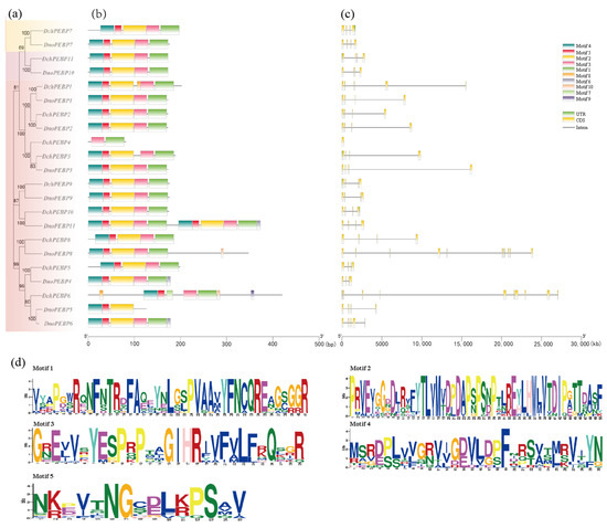 Genome-Wide Identification of PEBP Gene Family in Two Dendrobium ...
