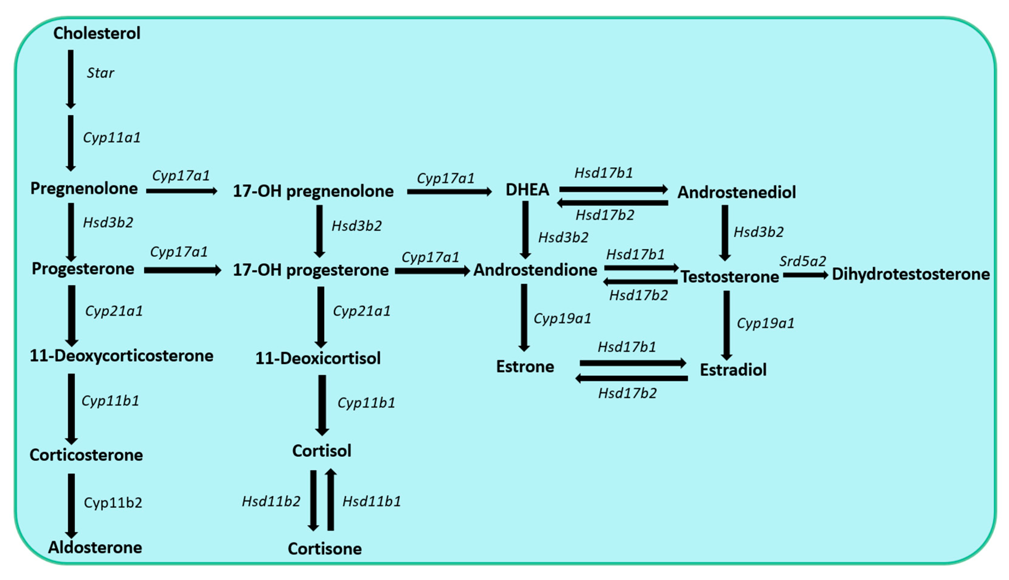 Local Effects of Steroid Hormones within the Bone Microenvironment