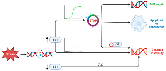 CDKN1A/p21 in Breast Cancer: Part of the Problem, or Part of the Solution?