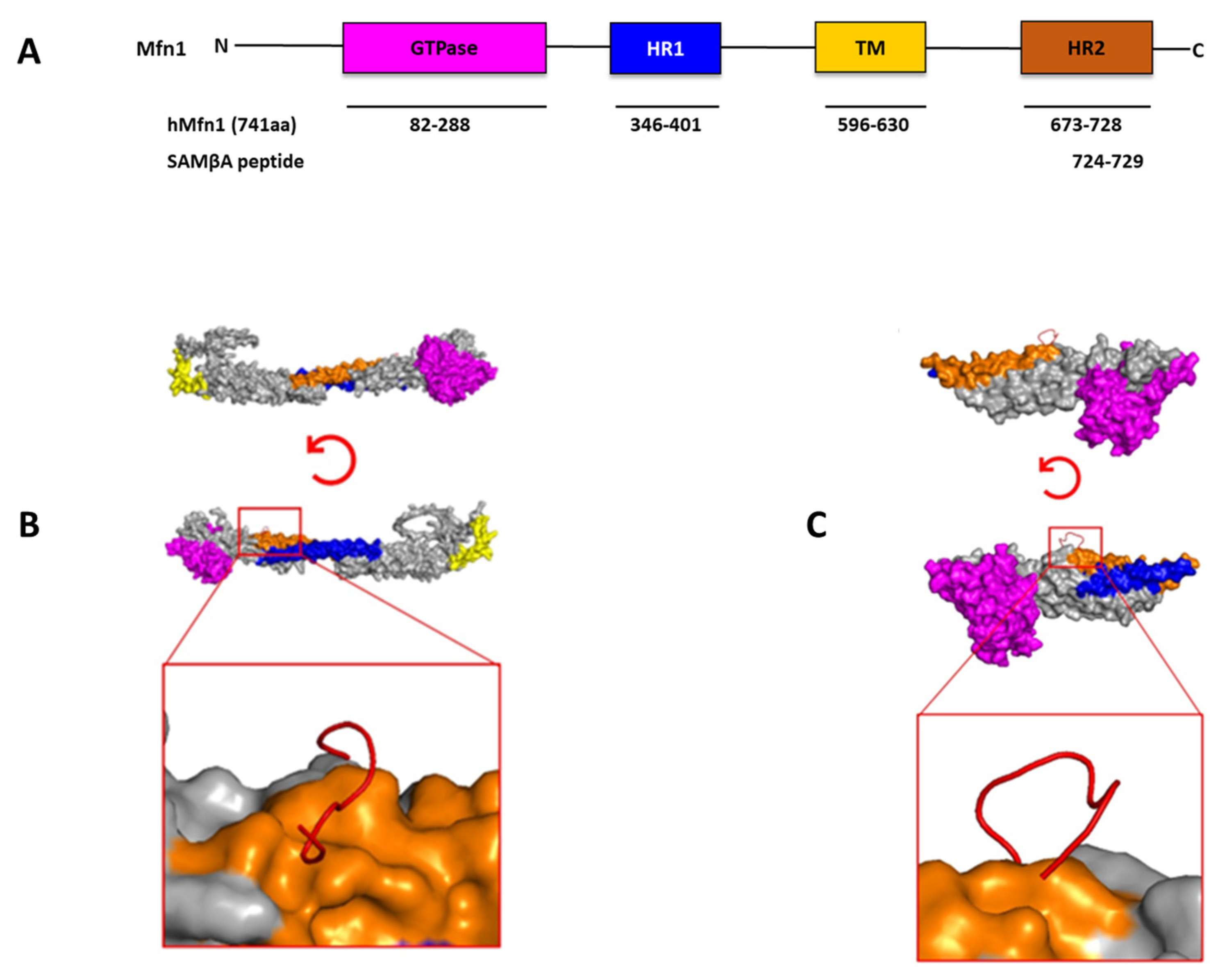An Update on Protein Kinases as Therapeutic Targets—Part II: Peptides ...