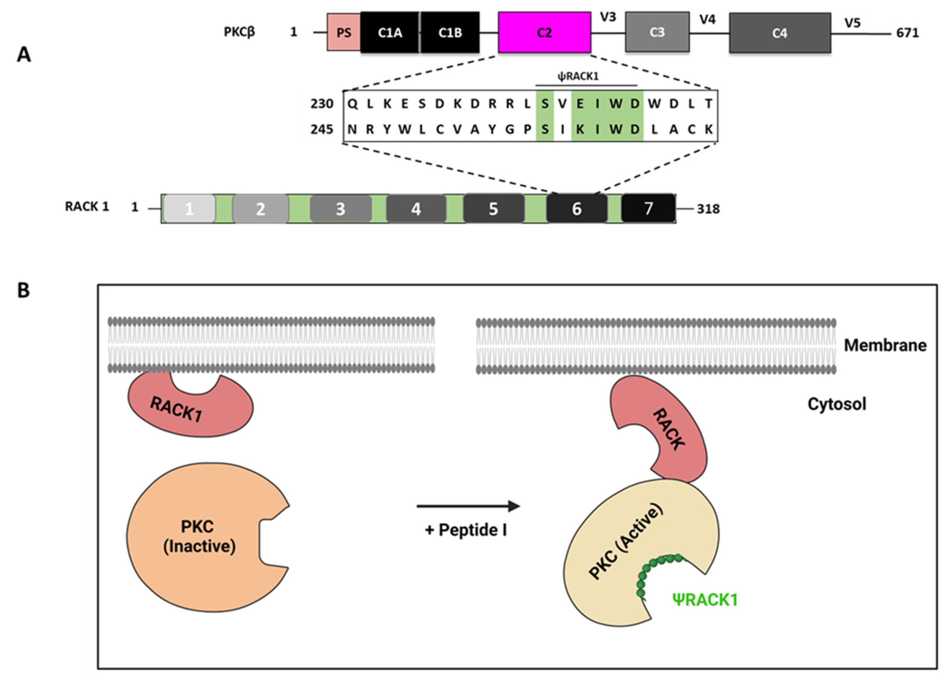 An Update on Protein Kinases as Therapeutic Targets—Part II: Peptides as Allosteric Protein ...
