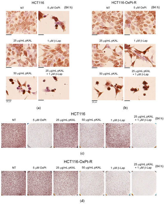 Artemisia annua L. Polyphenols Enhance the Anticancer Effect of β ...