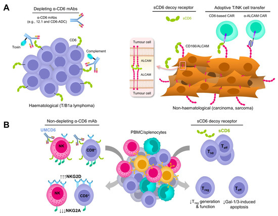 IJMS | Free Full-Text | CD6 and Its Interacting Partners: Newcomers to ...