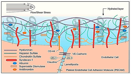 Shear Stress and Endothelial Mechanotransduction in Trauma Patients ...