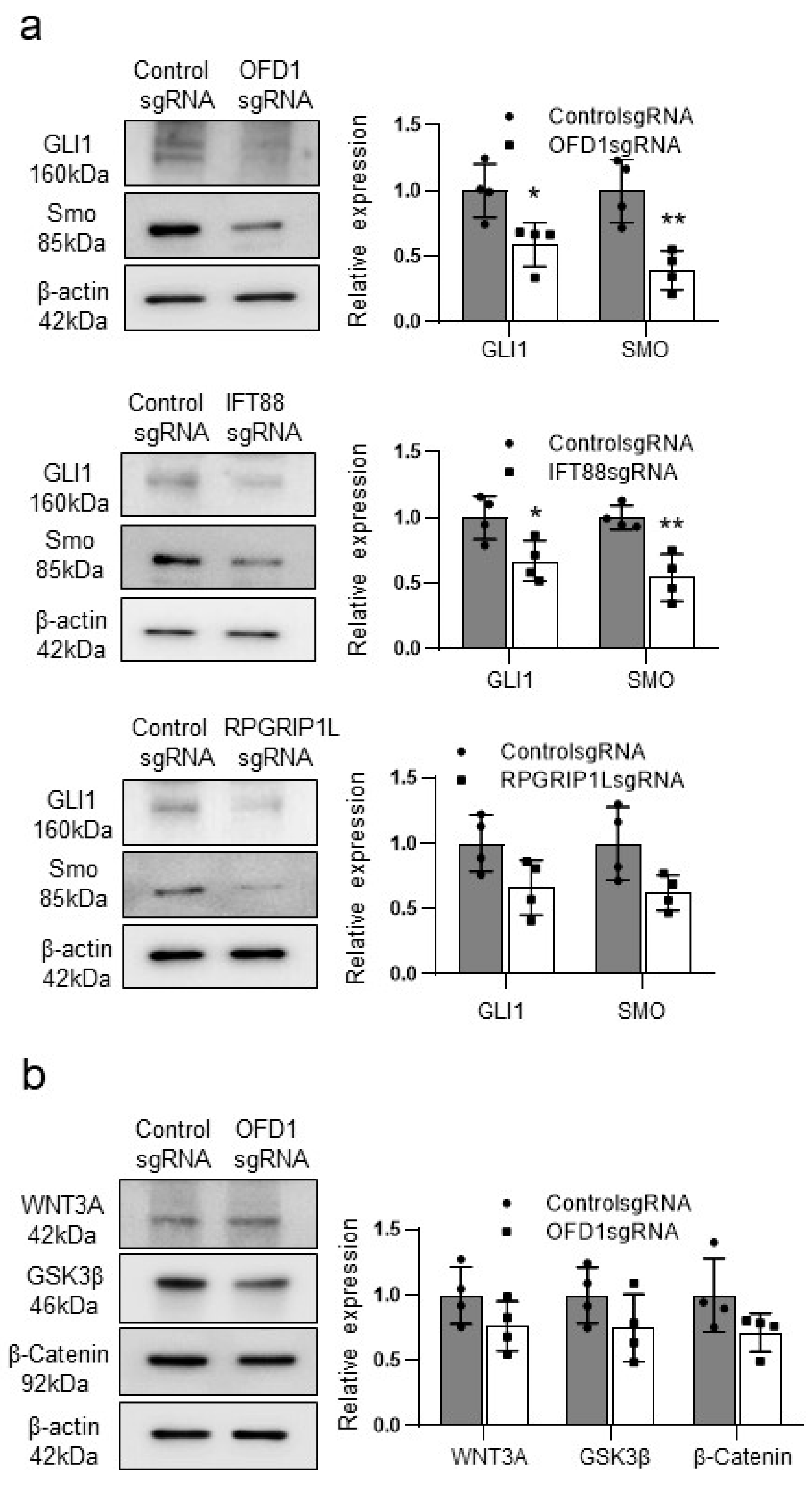 Extraciliary OFD1 Is Involved in Melanocyte Survival through Cell ...