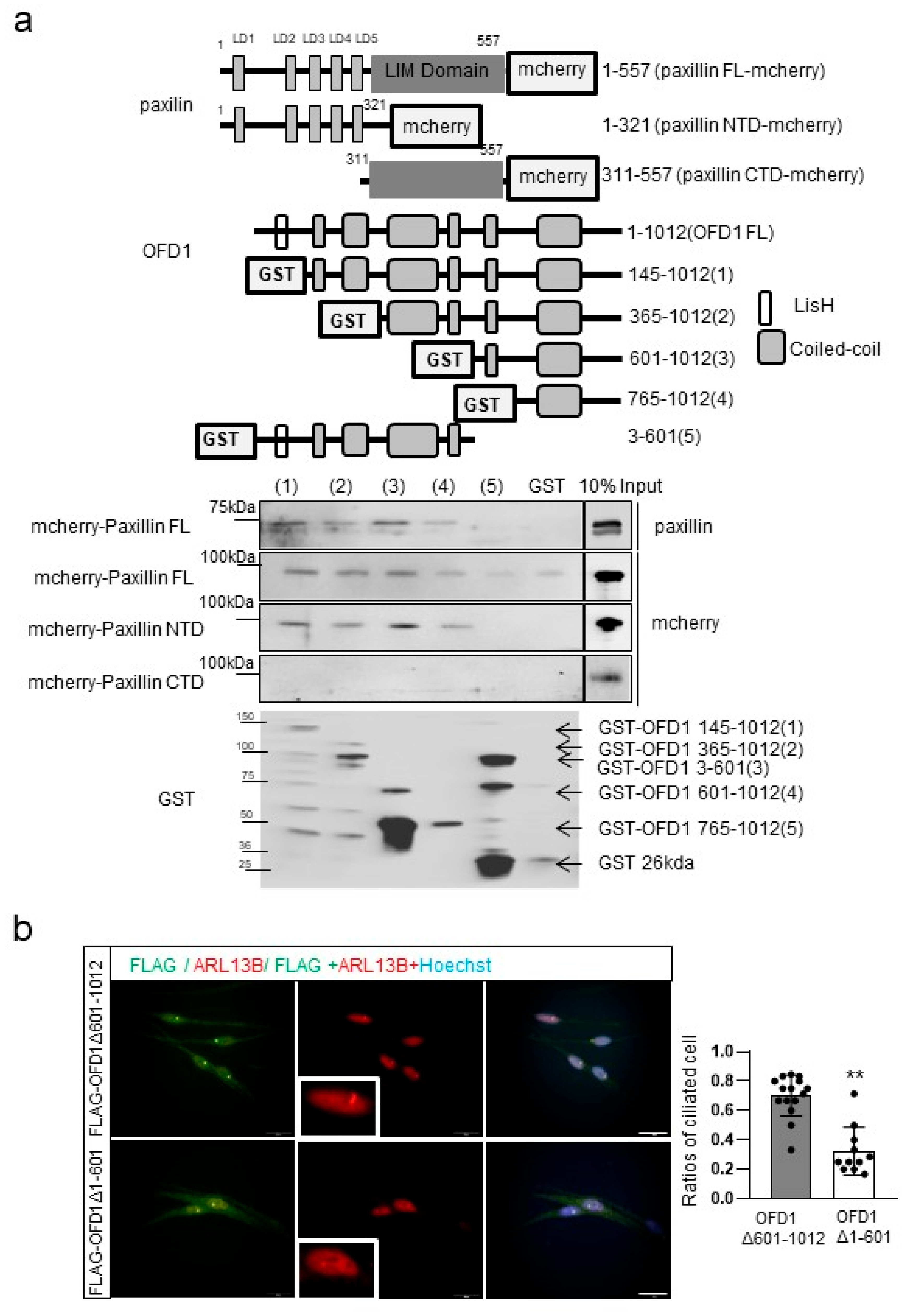 Extraciliary OFD1 Is Involved in Melanocyte Survival through Cell ...