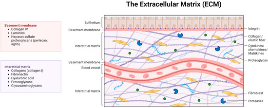 Insights into the Tumor Microenvironment—Components, Functions and ...